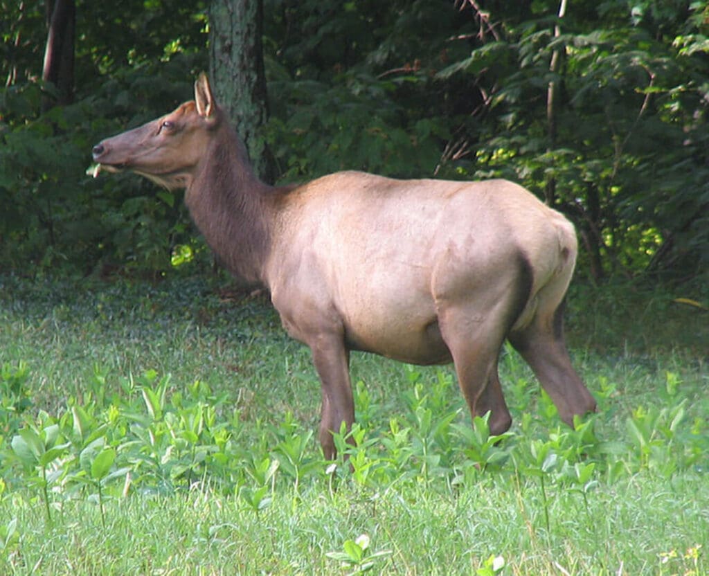 Face to face with an angry cow elk | NAIT Nugget