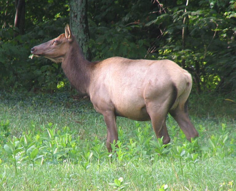 Face to face with an angry cow elk | NAIT Nugget